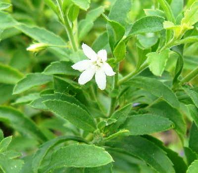Capraria biflora / Goat Weed